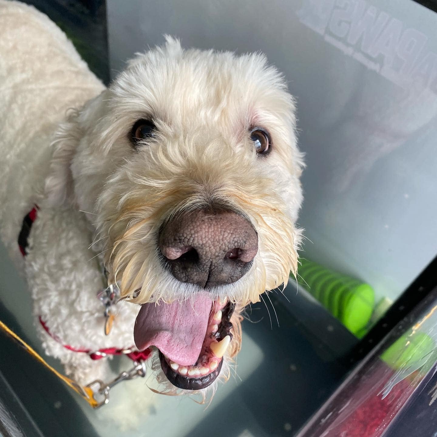 INDY PET CORE | Community Pet Healthcare