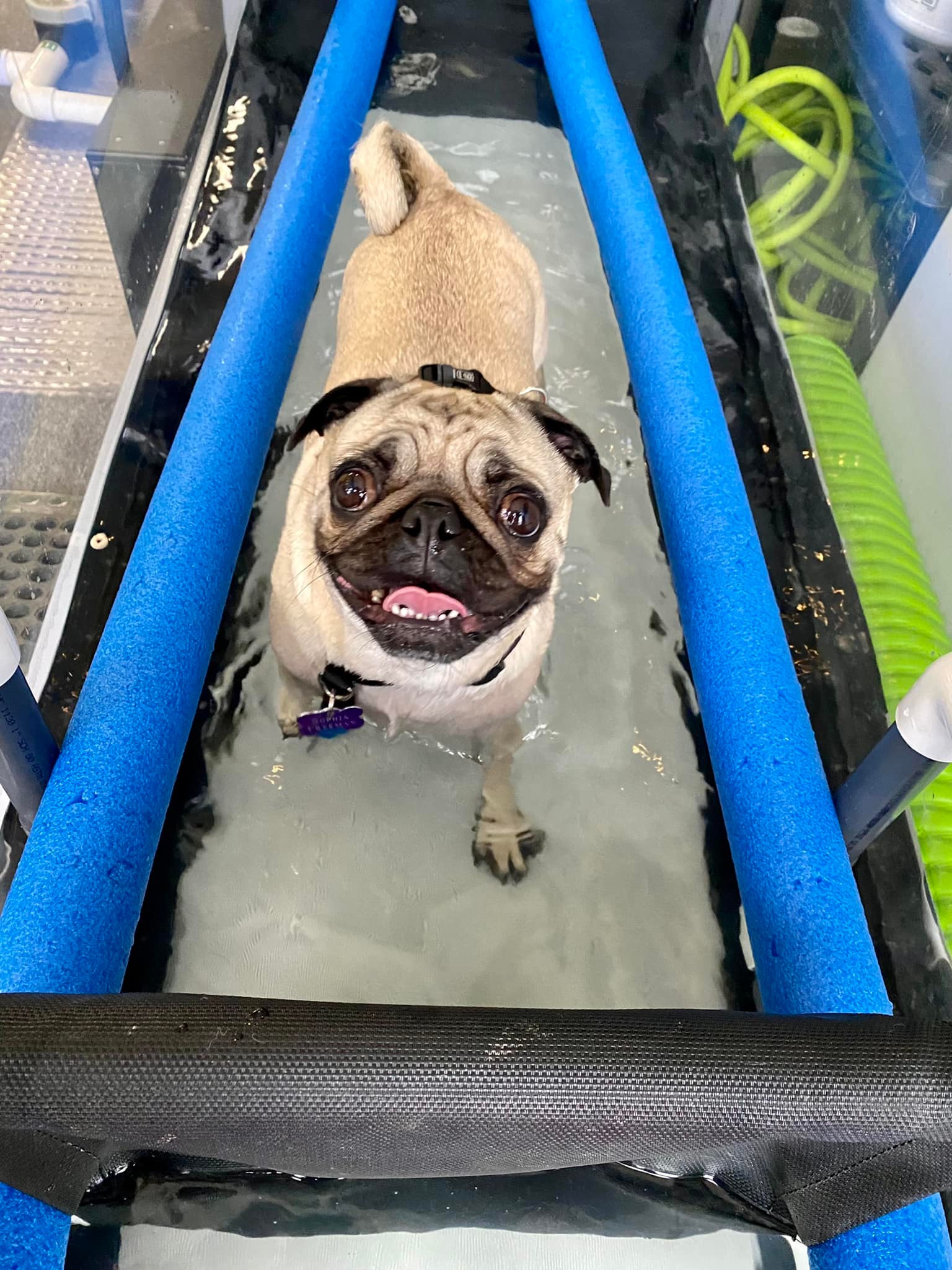 INDY PET CORE | Community Pet Healthcare