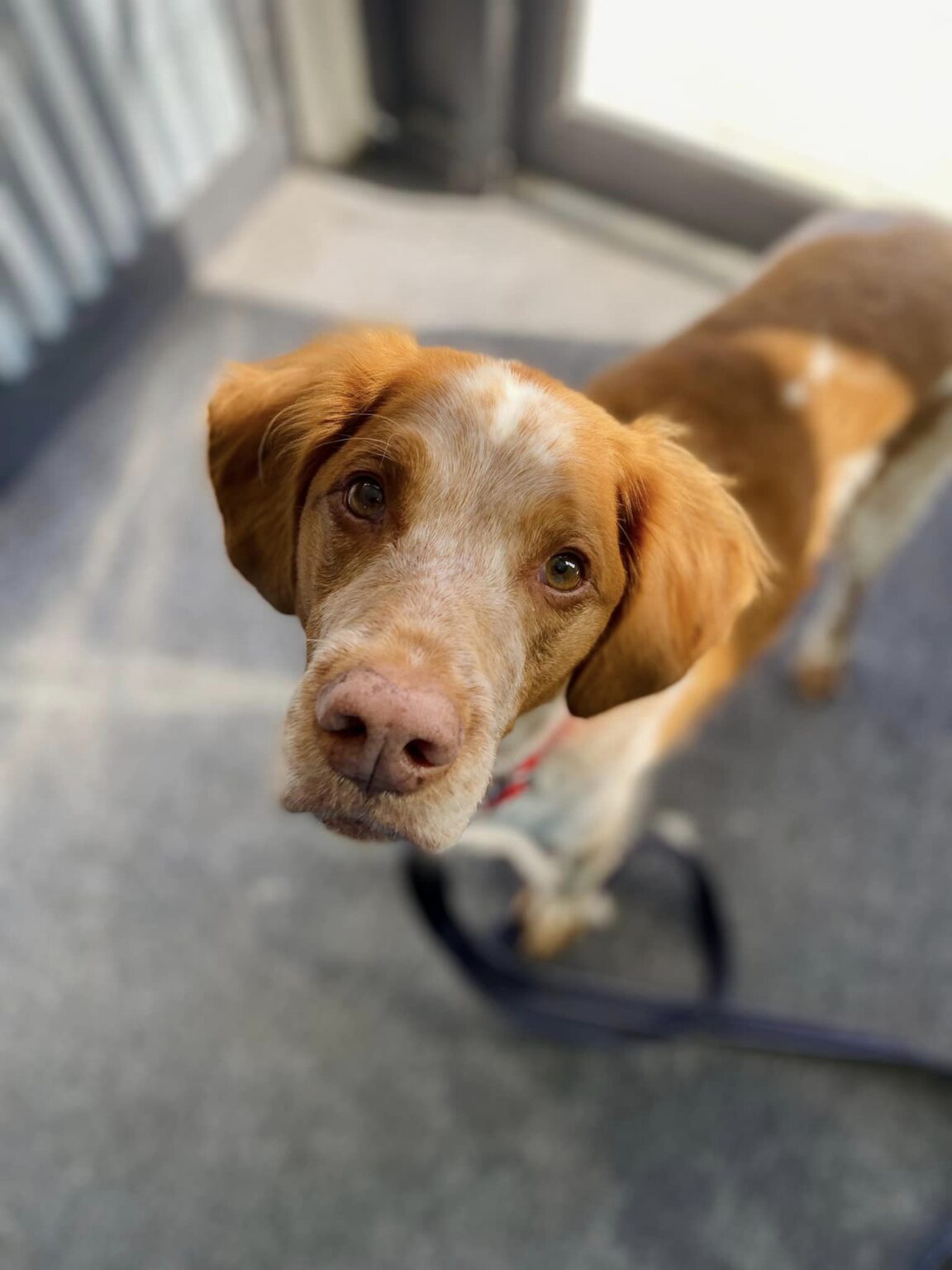 INDY PET CORE | Community Pet Healthcare