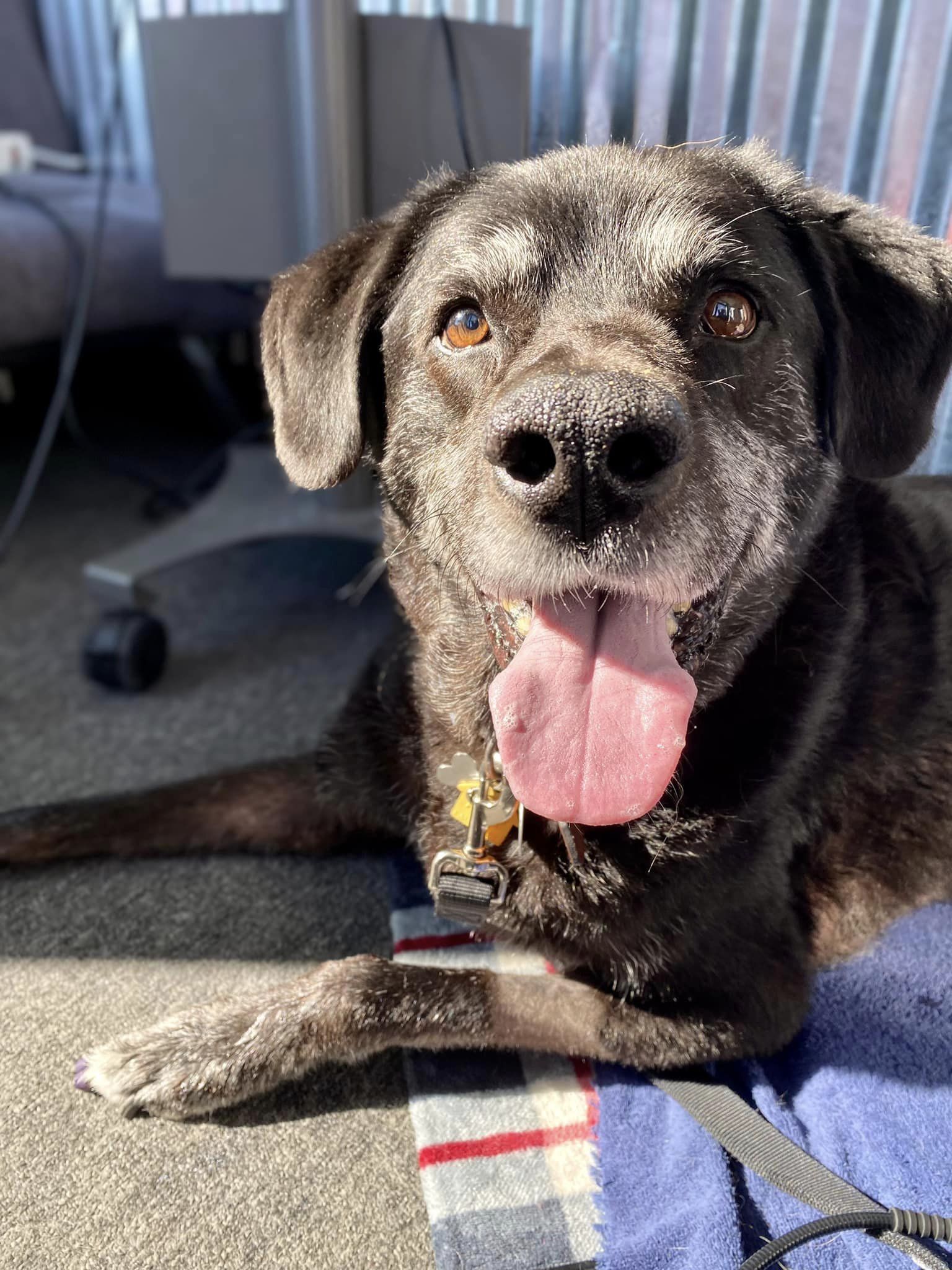 INDY PET CORE | Community Pet Healthcare